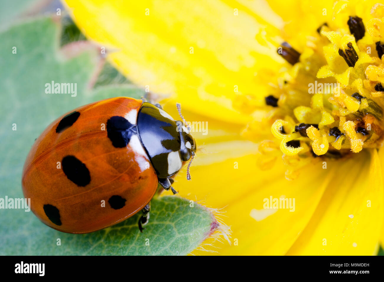 Detailed ladybug hi-res stock photography and images - Alamy