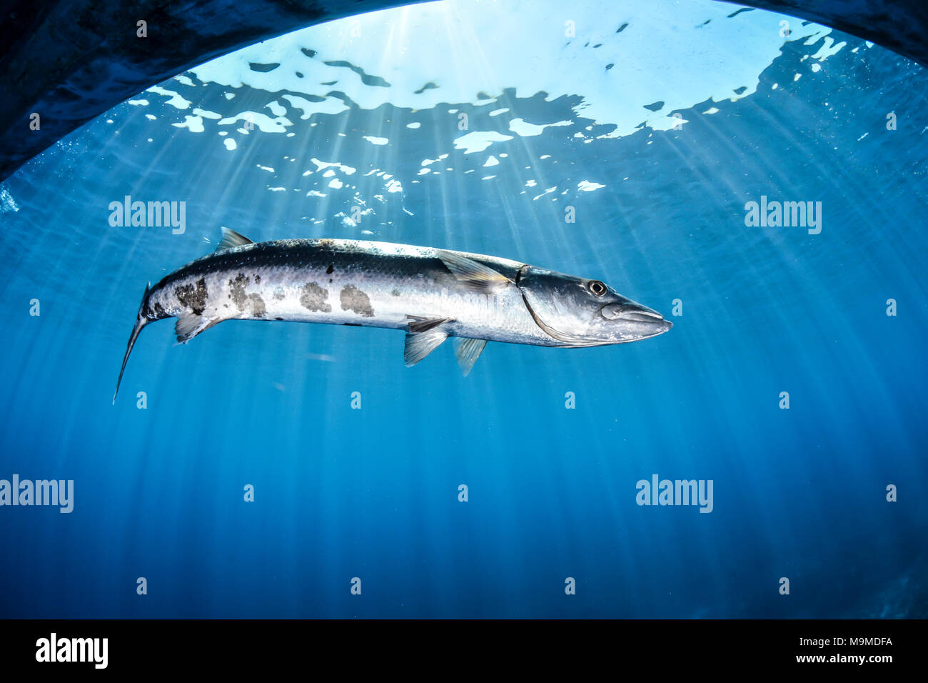 Barracuda fishing hi-res stock photography and images - Alamy