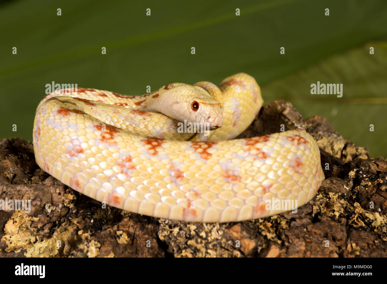 Curled snakes hi-res stock photography and images - Alamy