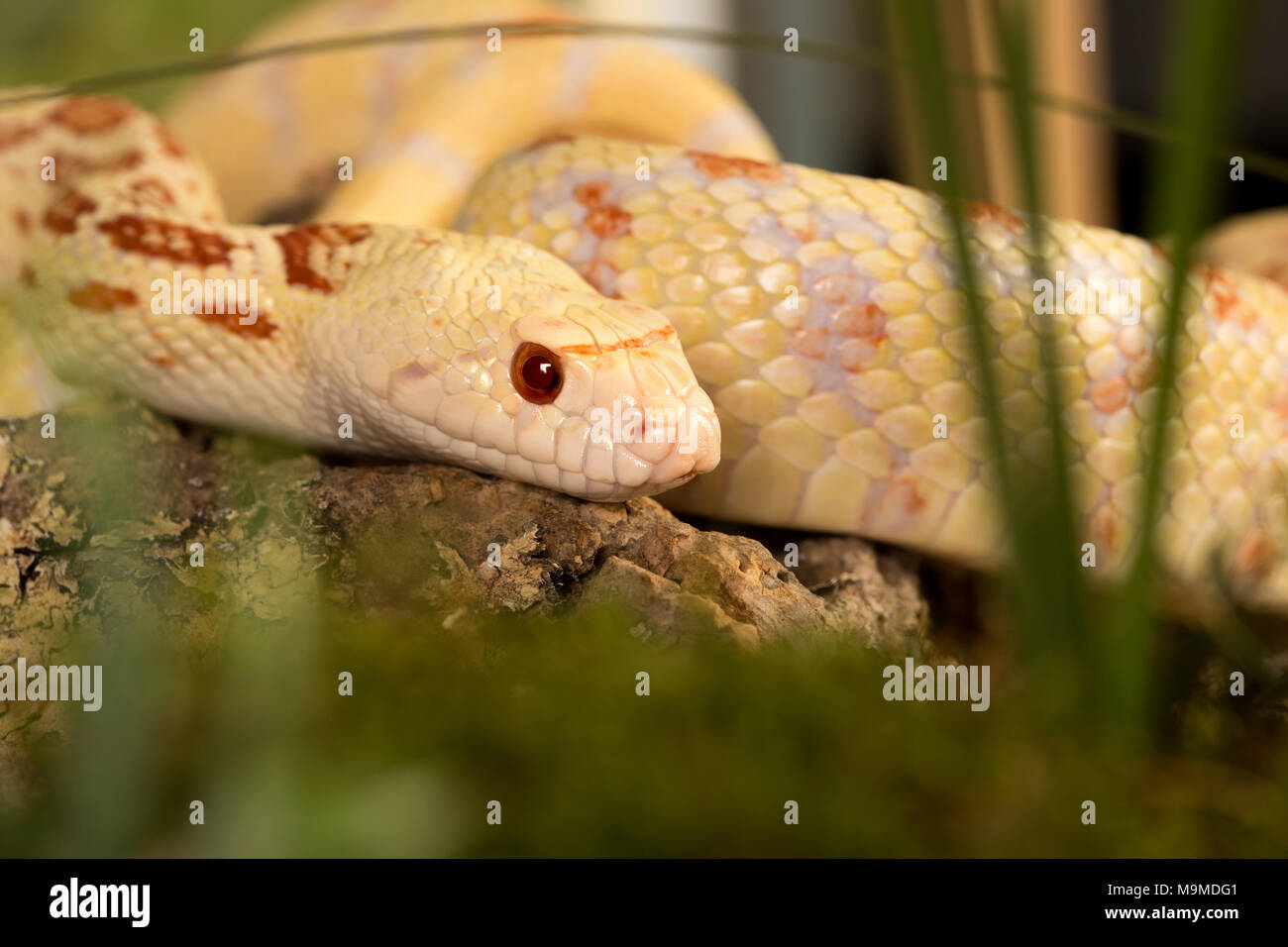 Bull and serpent hi-res stock photography and images - Alamy