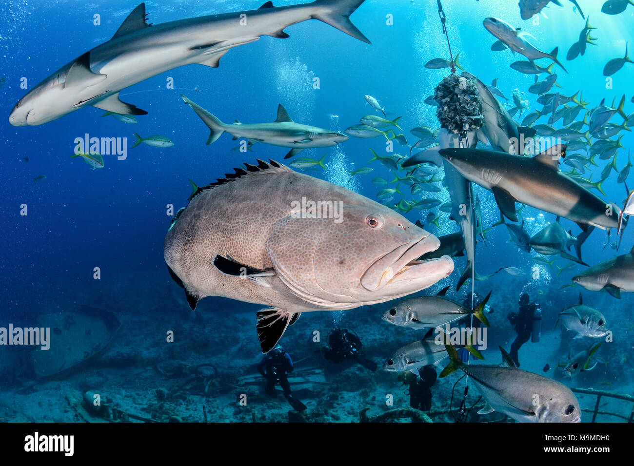 Big grouper surrounded by sharks Stock Photo - Alamy
