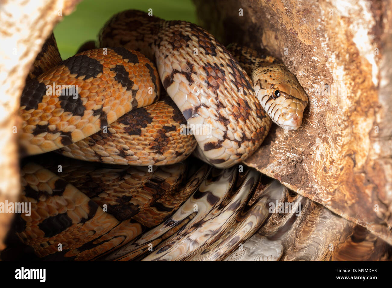 Curled snakes hi-res stock photography and images - Alamy