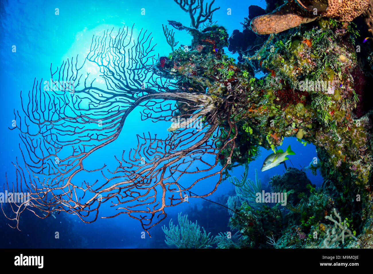 Coral Reef with sun in the back Stock Photo - Alamy