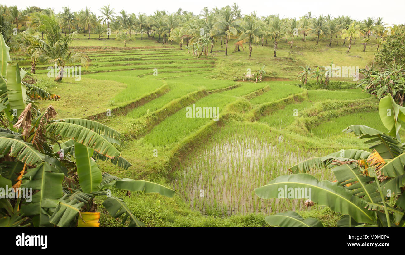 A green rice field surrounded by tall palms in one of the Philippine ...