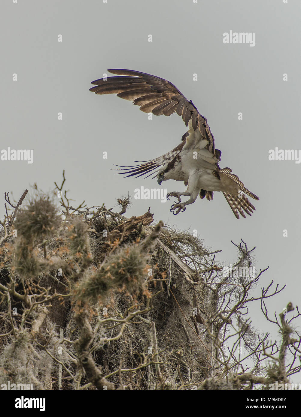 Ospreys nest on blue hi-res stock photography and images - Alamy