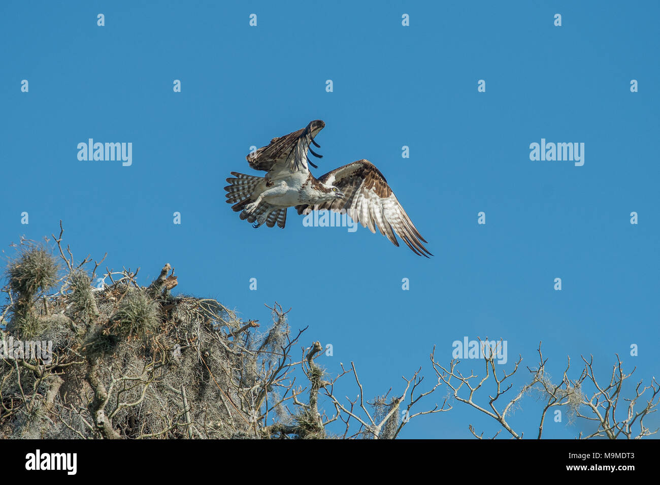 Ospreys nest on blue hi-res stock photography and images - Alamy