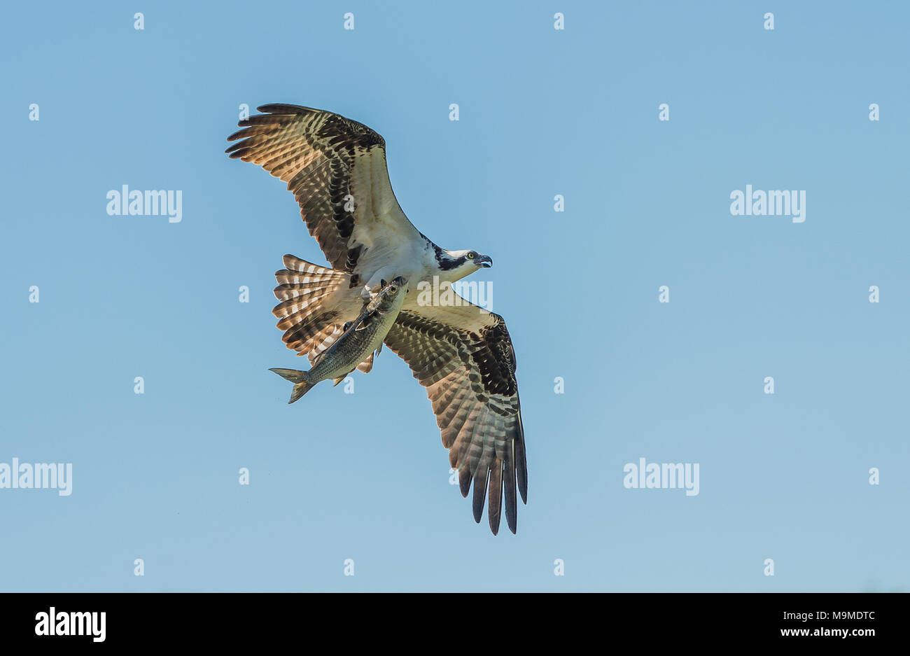 Ospreys in flight Stock Photo - Alamy