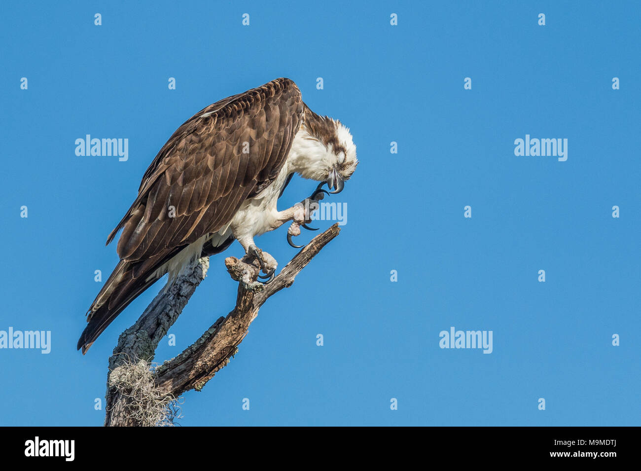 Florida ospreys hi-res stock photography and images - Alamy