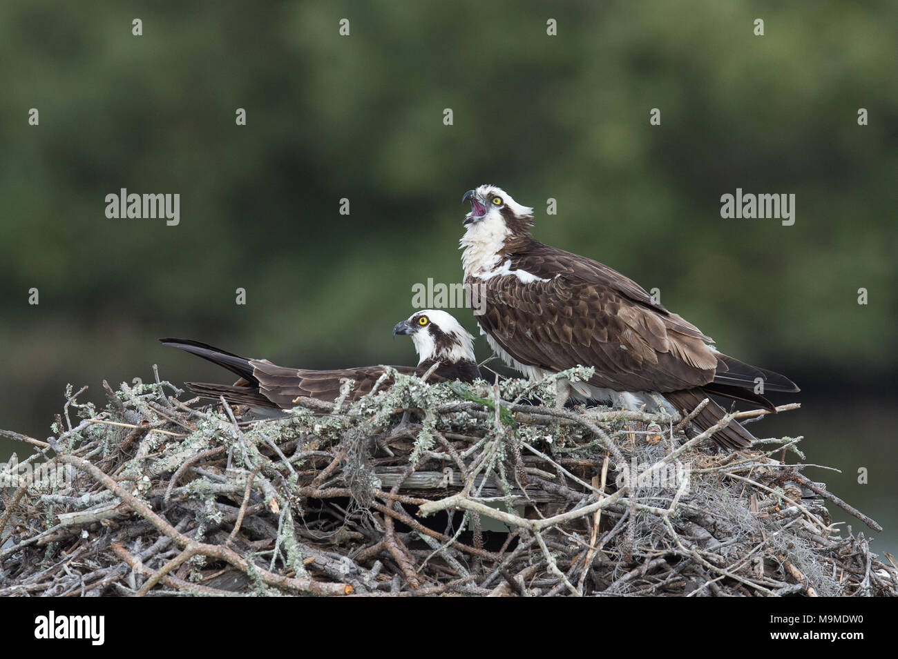 Florida ospreys hi-res stock photography and images - Alamy