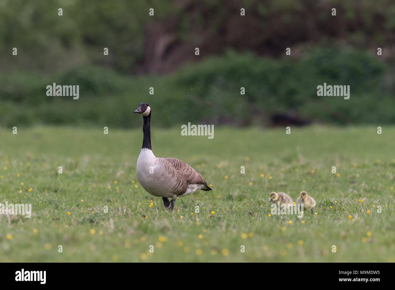 Canada goose with chicks hi-res stock photography and images - Alamy