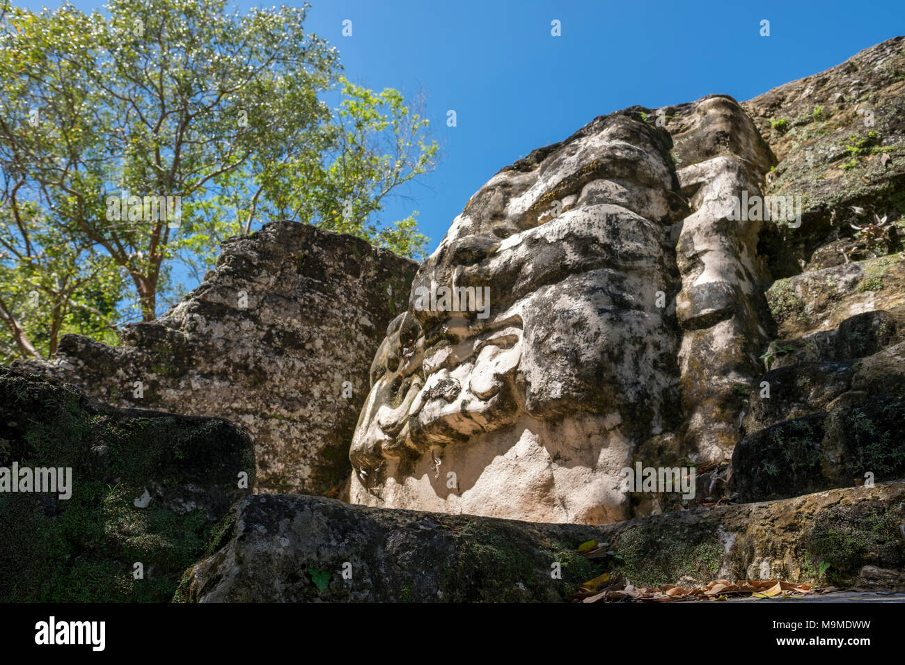 Ancient Mayan temple remains of Uaxactun, Guatemala Stock Photo - Alamy