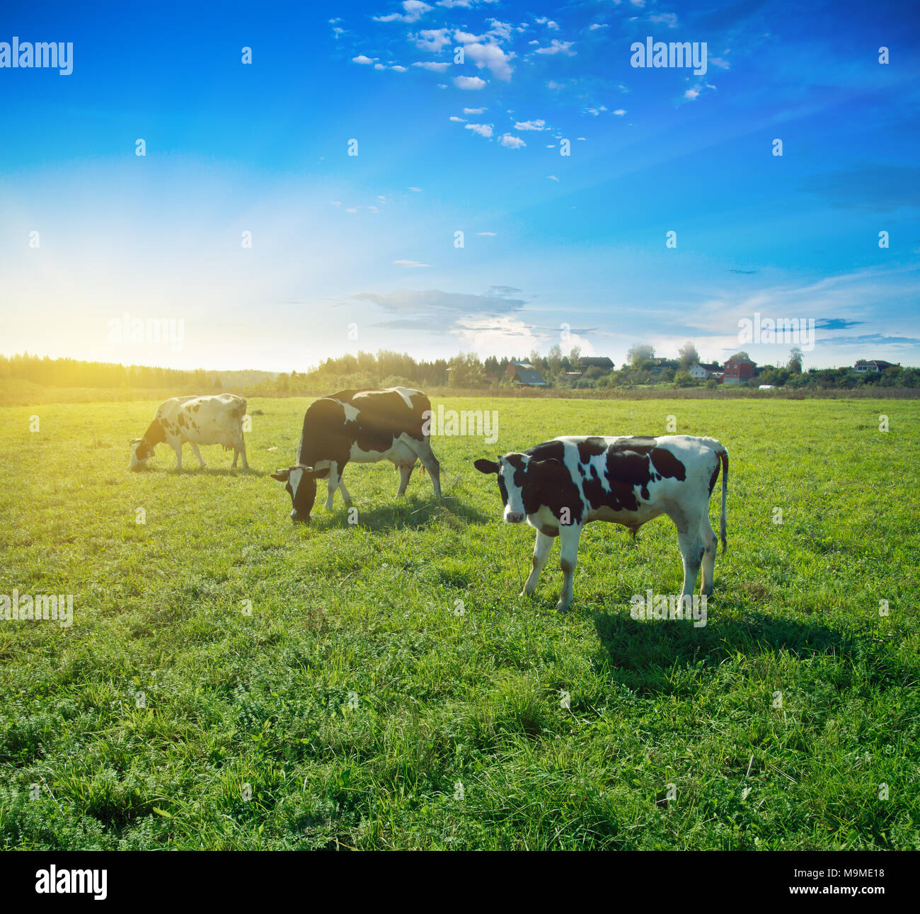Morning pasture nature background Stock Photo - Alamy