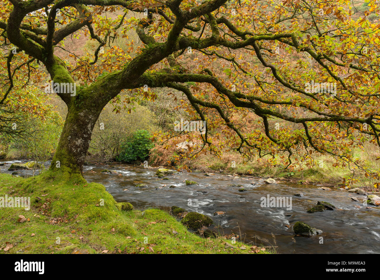 Badgworthy Water in the Doone Valley in Autumn on the Devon and ...