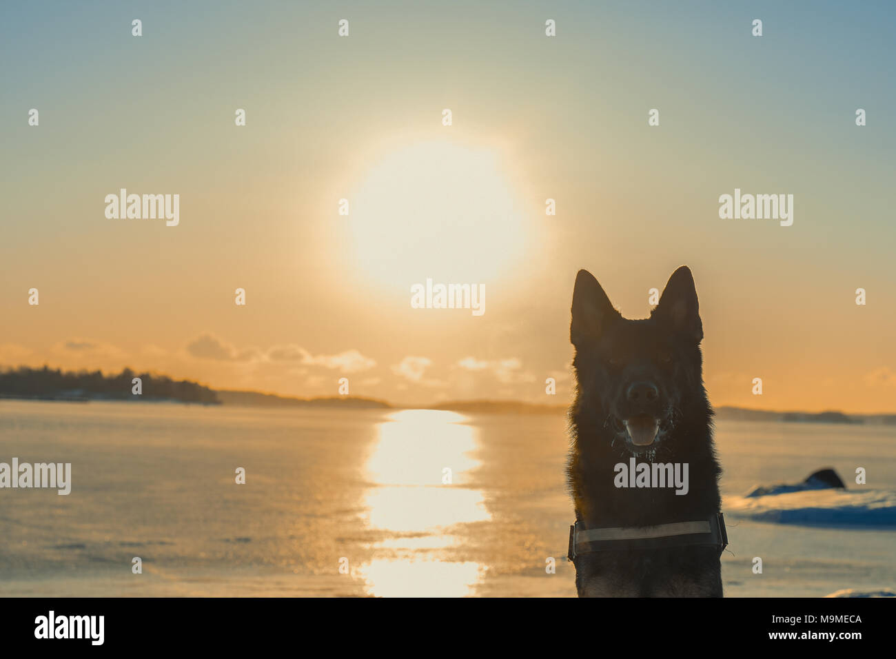 German shepherd in sunrise Stock Photo - Alamy