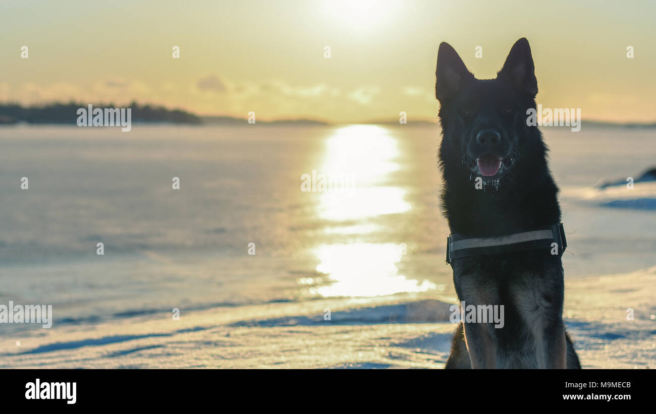 German shepherd in sunrise Stock Photo - Alamy