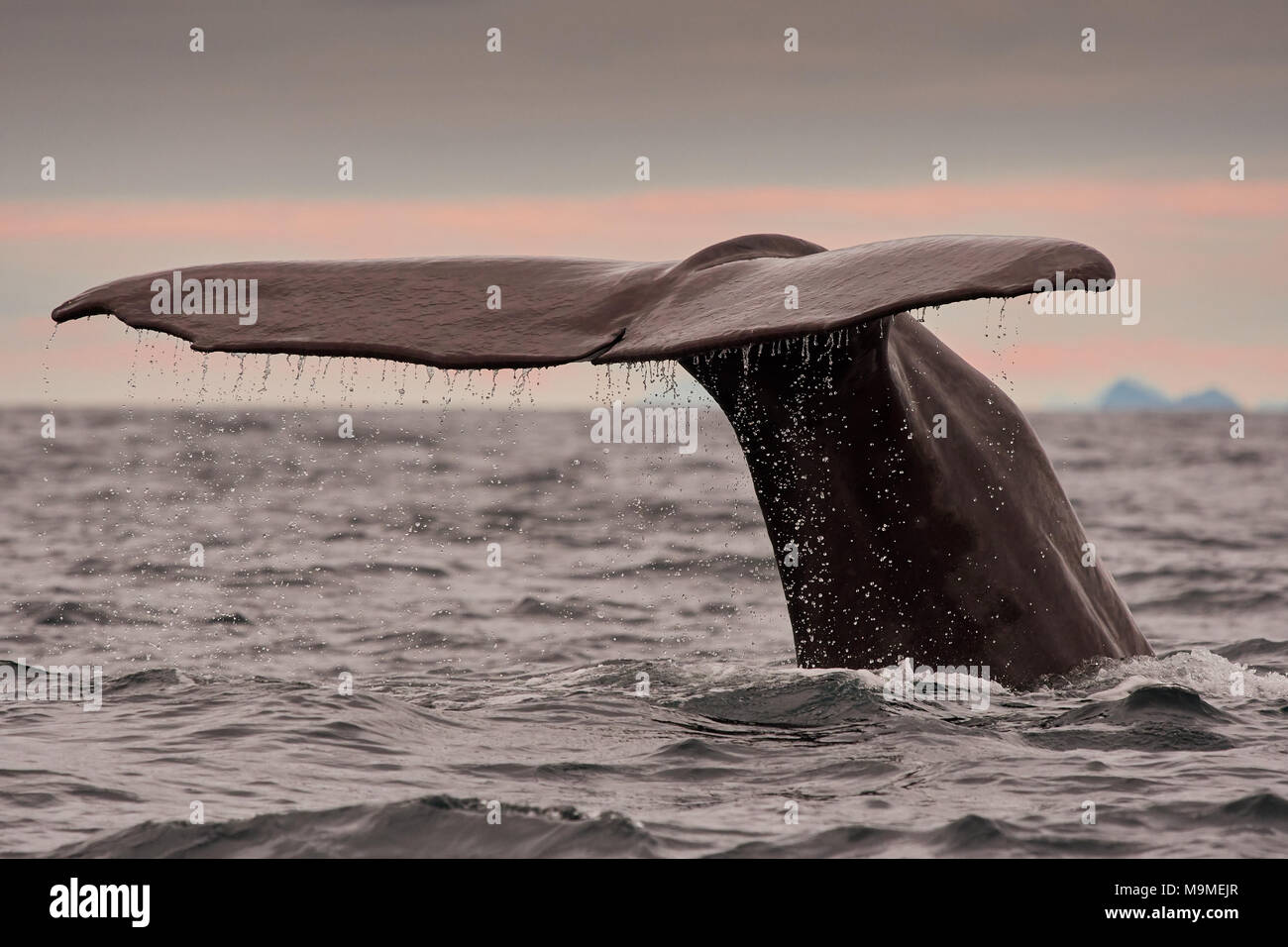 Sperm whale hi-res stock photography and images - Alamy