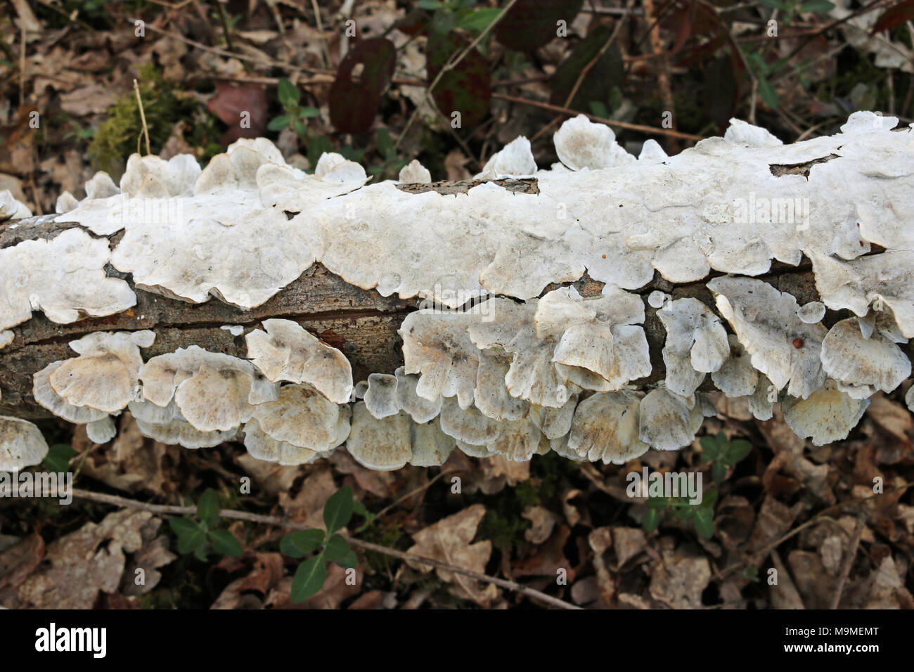 White polypore crust fungus forming brackets and growing on a fallen ...