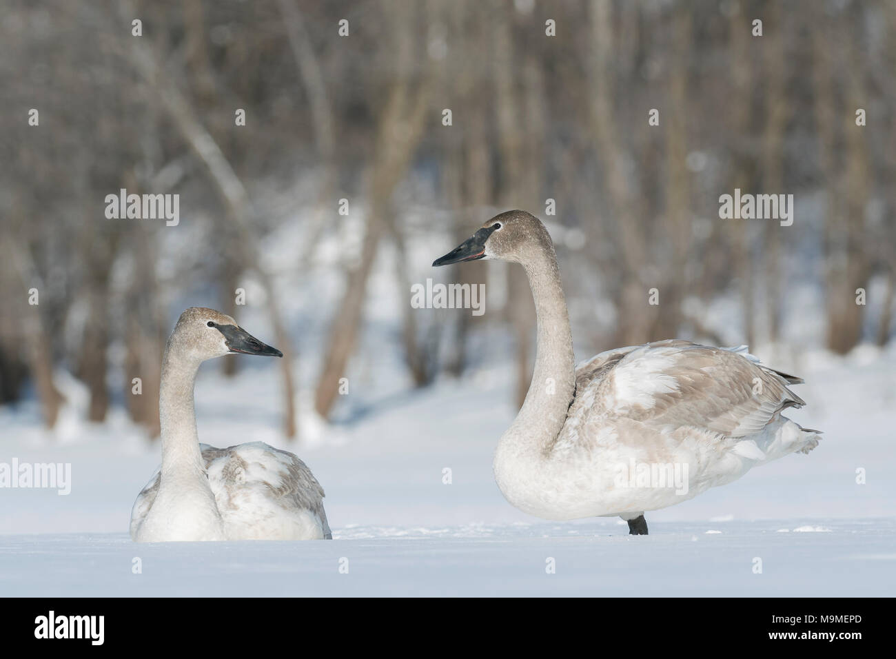 Immature trumpeter swans hi-res stock photography and images - Alamy