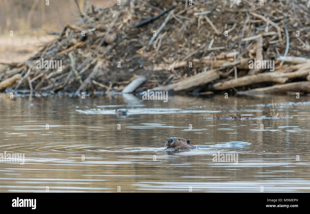 Beaver dam hi-res stock photography and images - Alamy
