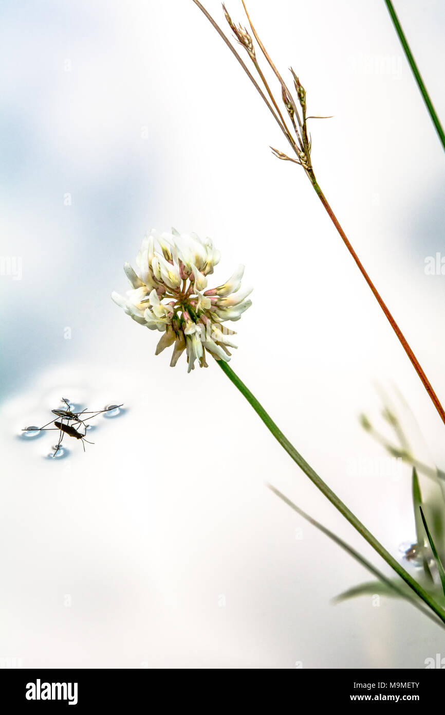 Natural tension hi-res stock photography and images - Alamy