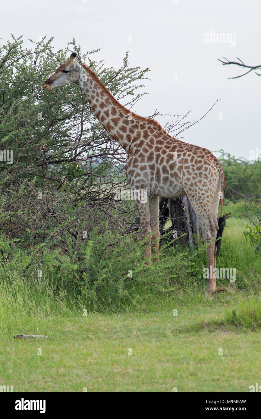 Giraffe (Giraffa camelopardalis angolensis). Note shape, pattern, of ...