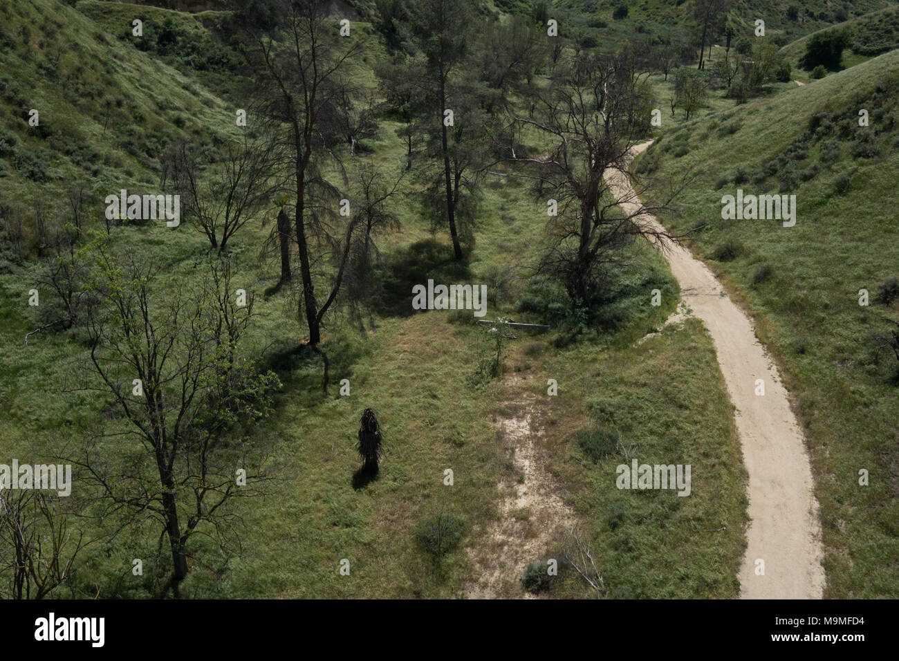 Overhead view of dirt walking trail leading through California woods ...