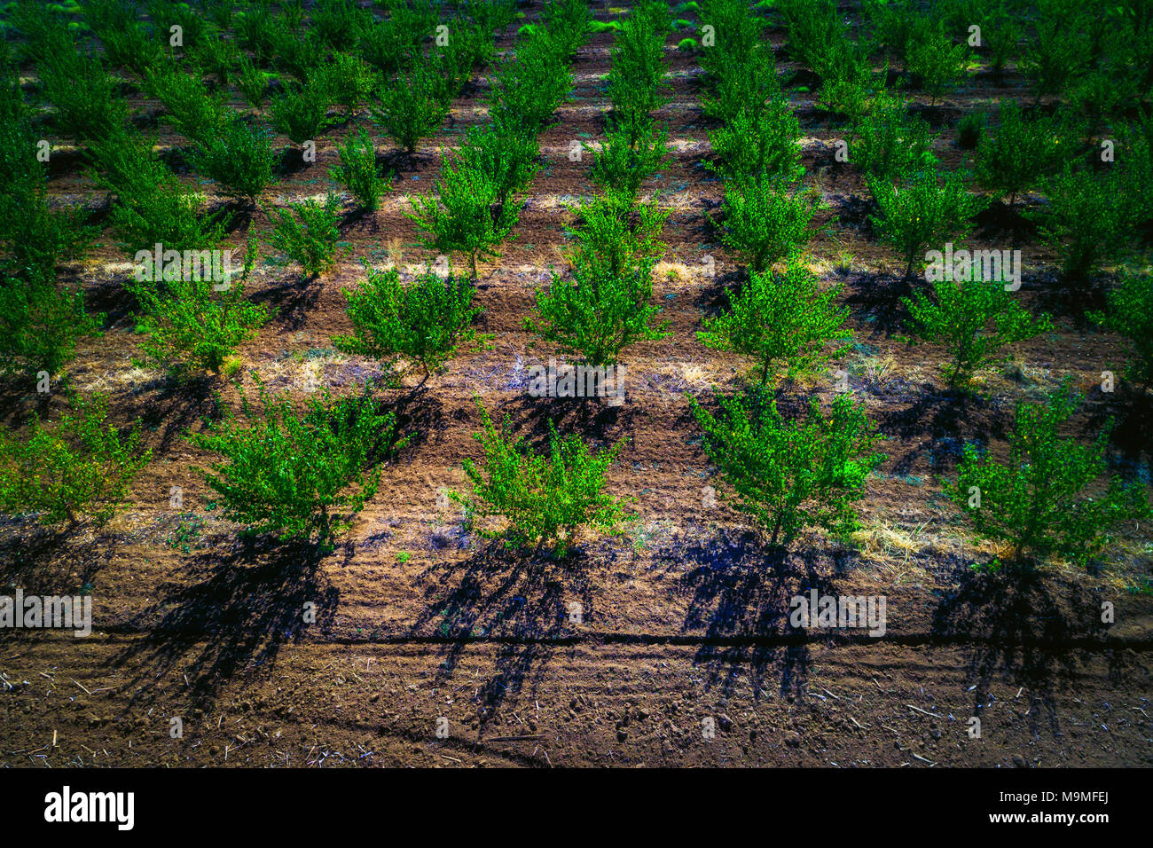 Aerial view of tree plantation in Europe Stock Photo - Alamy