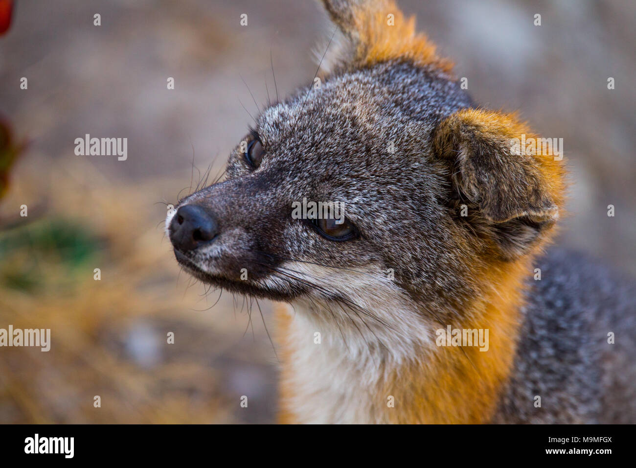 Channel island fox pup hi-res stock photography and images - Alamy