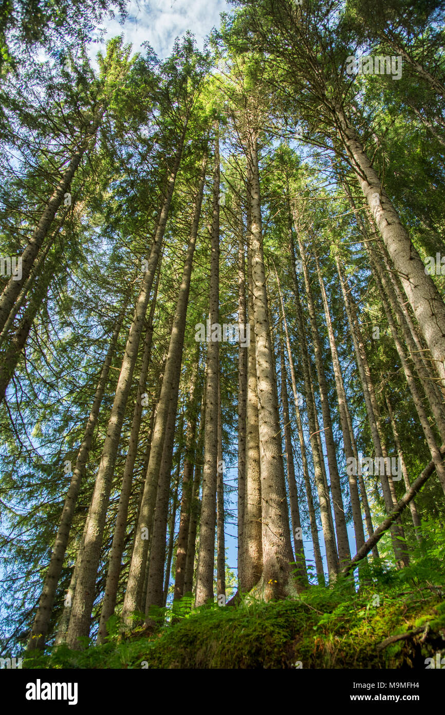 Beautiful Trees in Towering Overhead in a Forest from Low Angle Stock ...