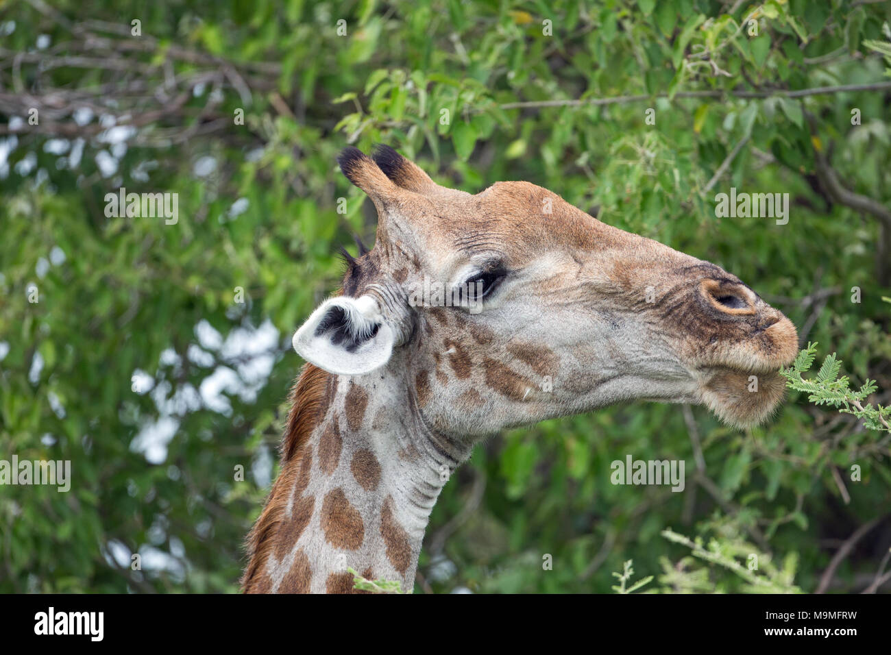 Giraffe adaptations hi-res stock photography and images - Alamy