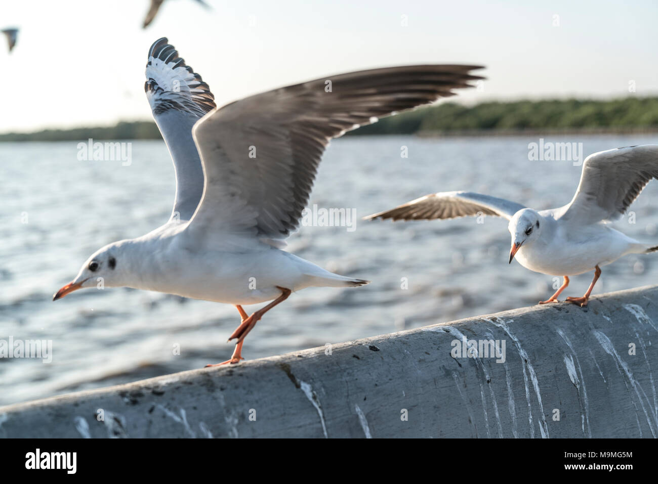 Migration of seagulls in Thailand Stock Photo - Alamy