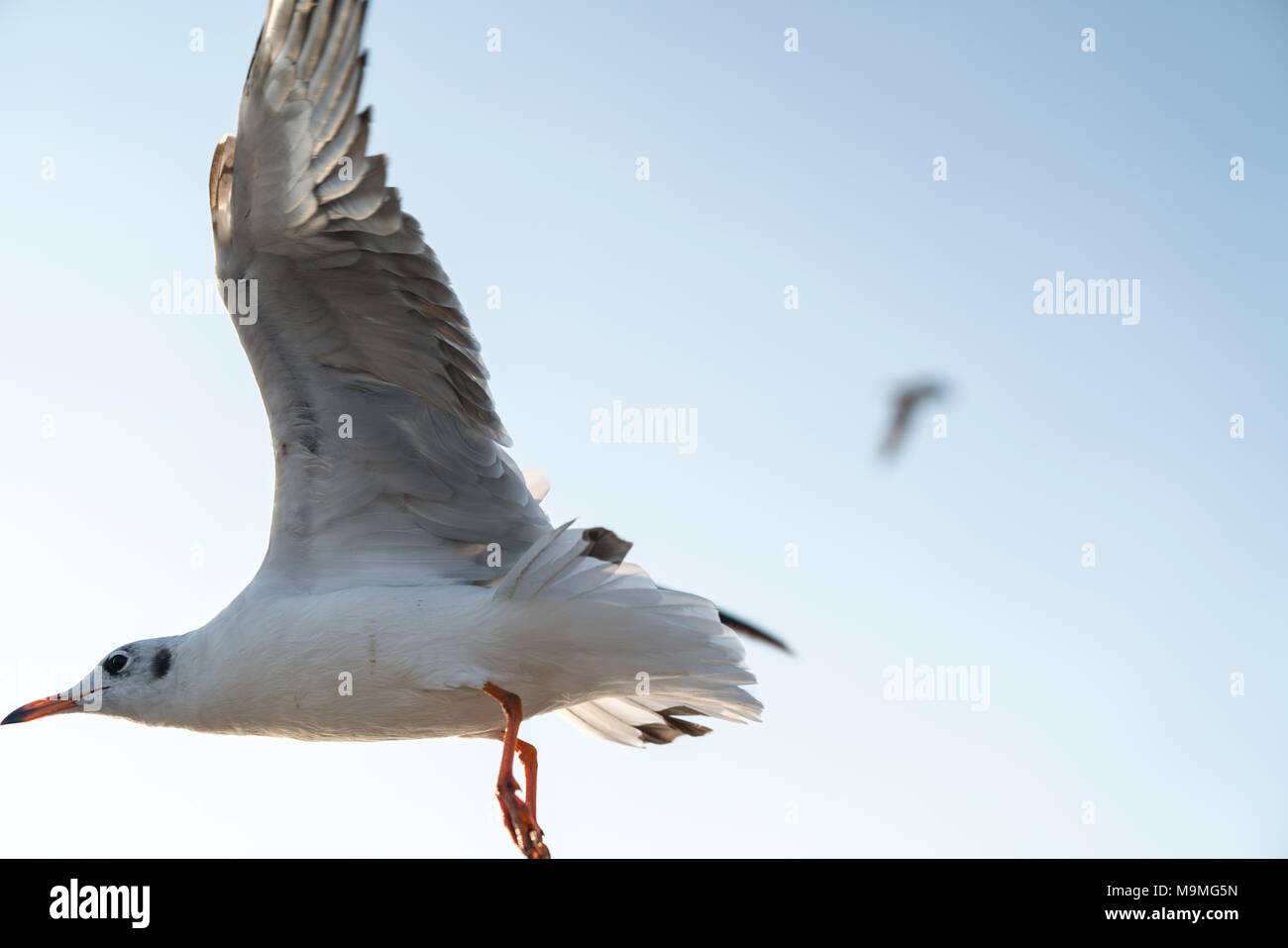 Migration of seagulls in Thailand Stock Photo - Alamy