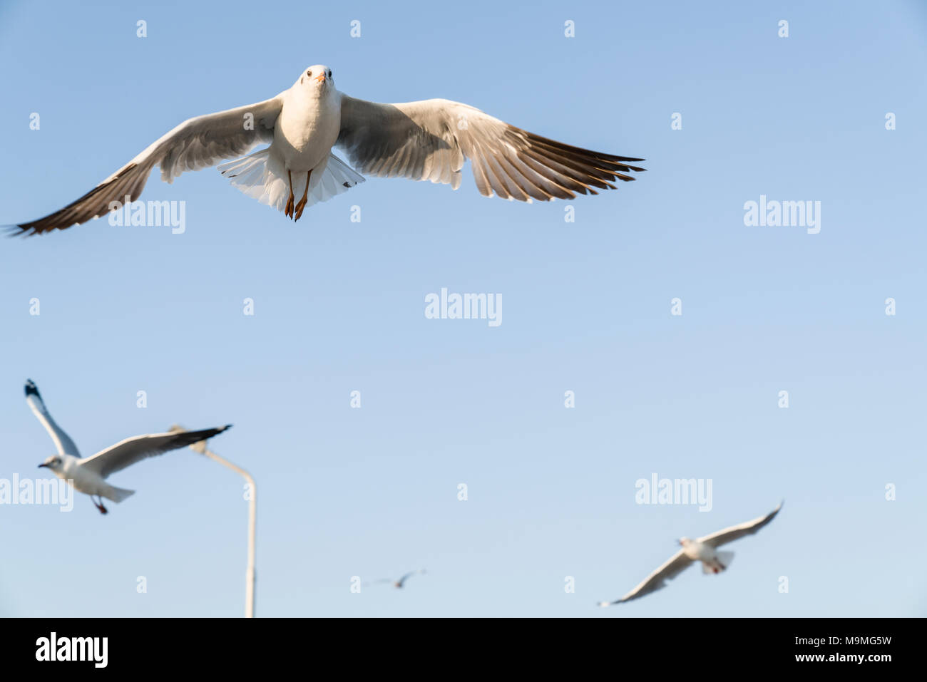 Migration of seagulls in Thailand Stock Photo - Alamy