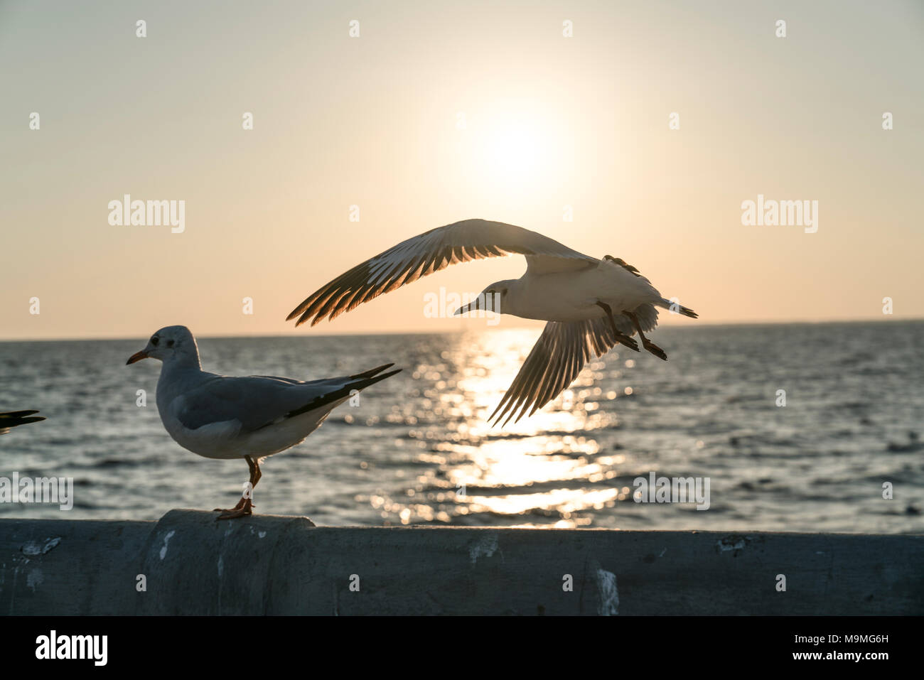Beautiful sunset birds flying through hi-res stock photography and ...