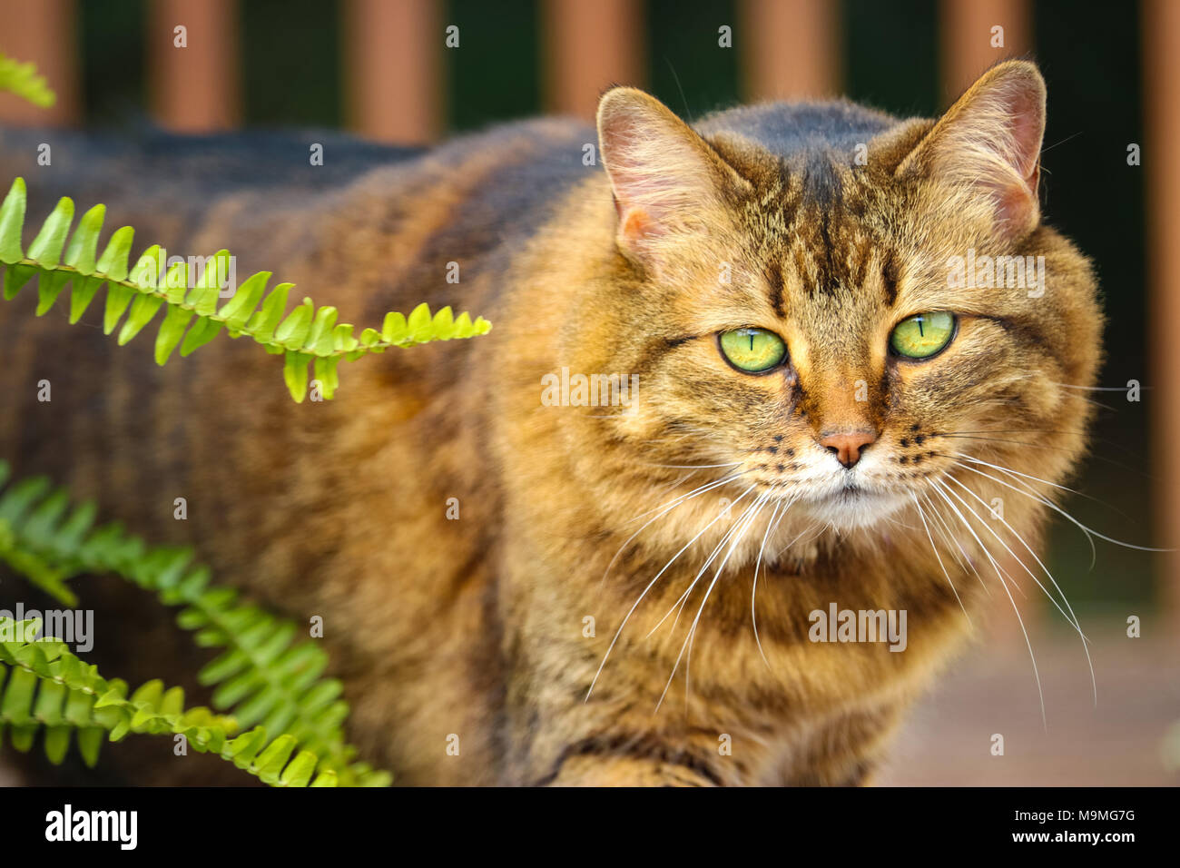 Cat prowling domestic hi-res stock photography and images - Alamy