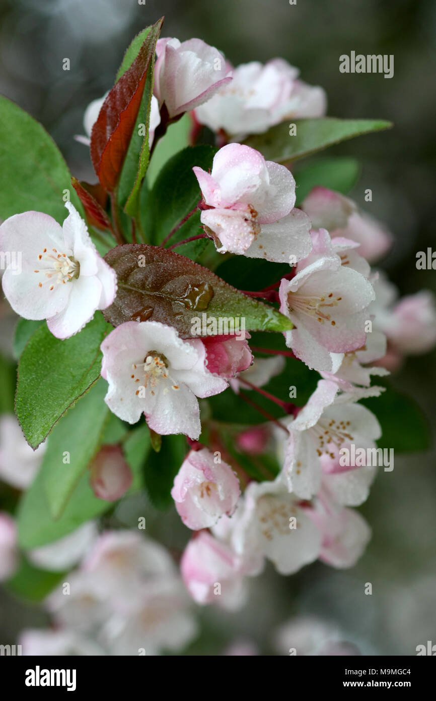 Tree blossom with dew drops Stock Photo - Alamy