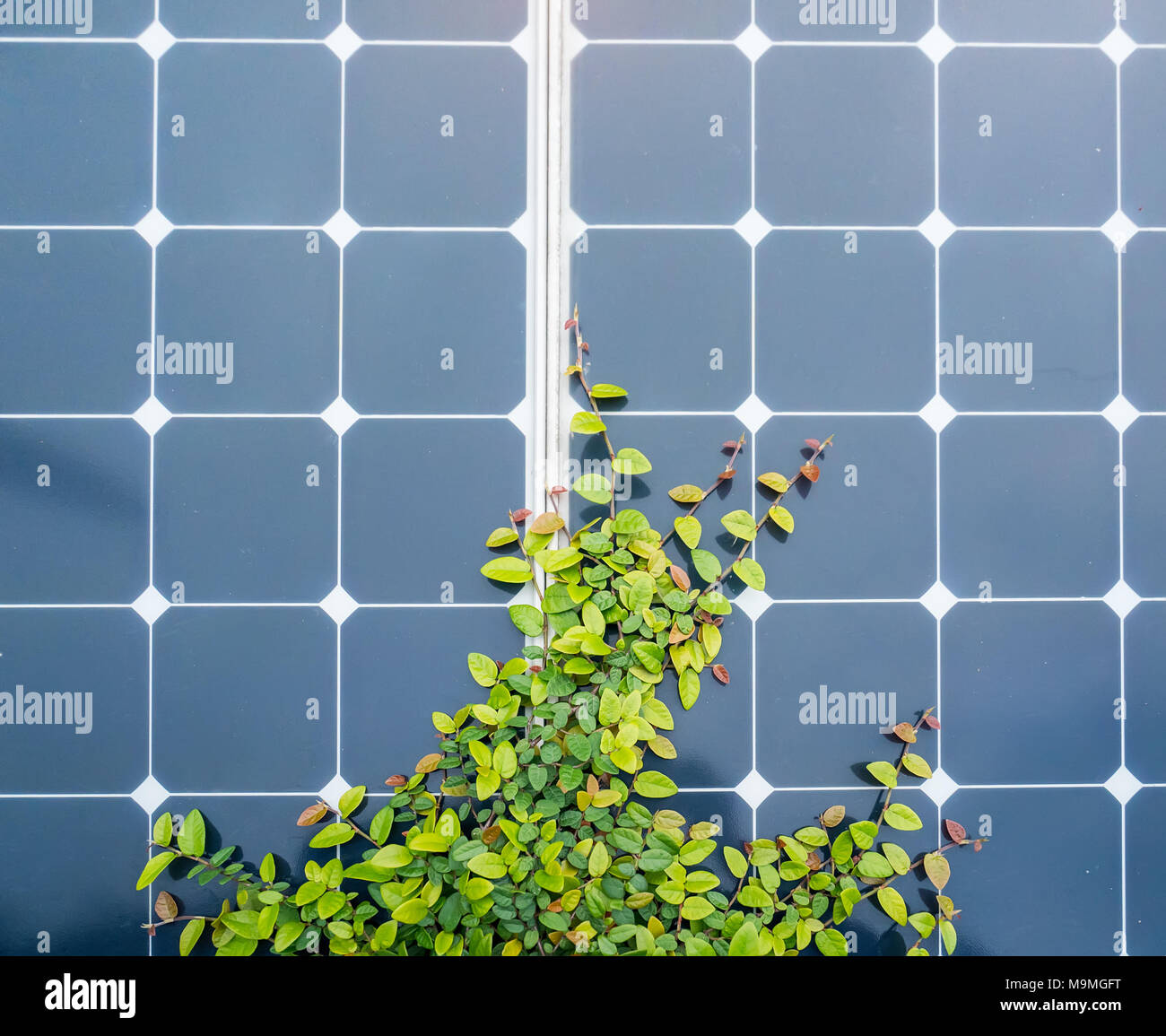 solar panel plant with ivy plant Stock Photo - Alamy