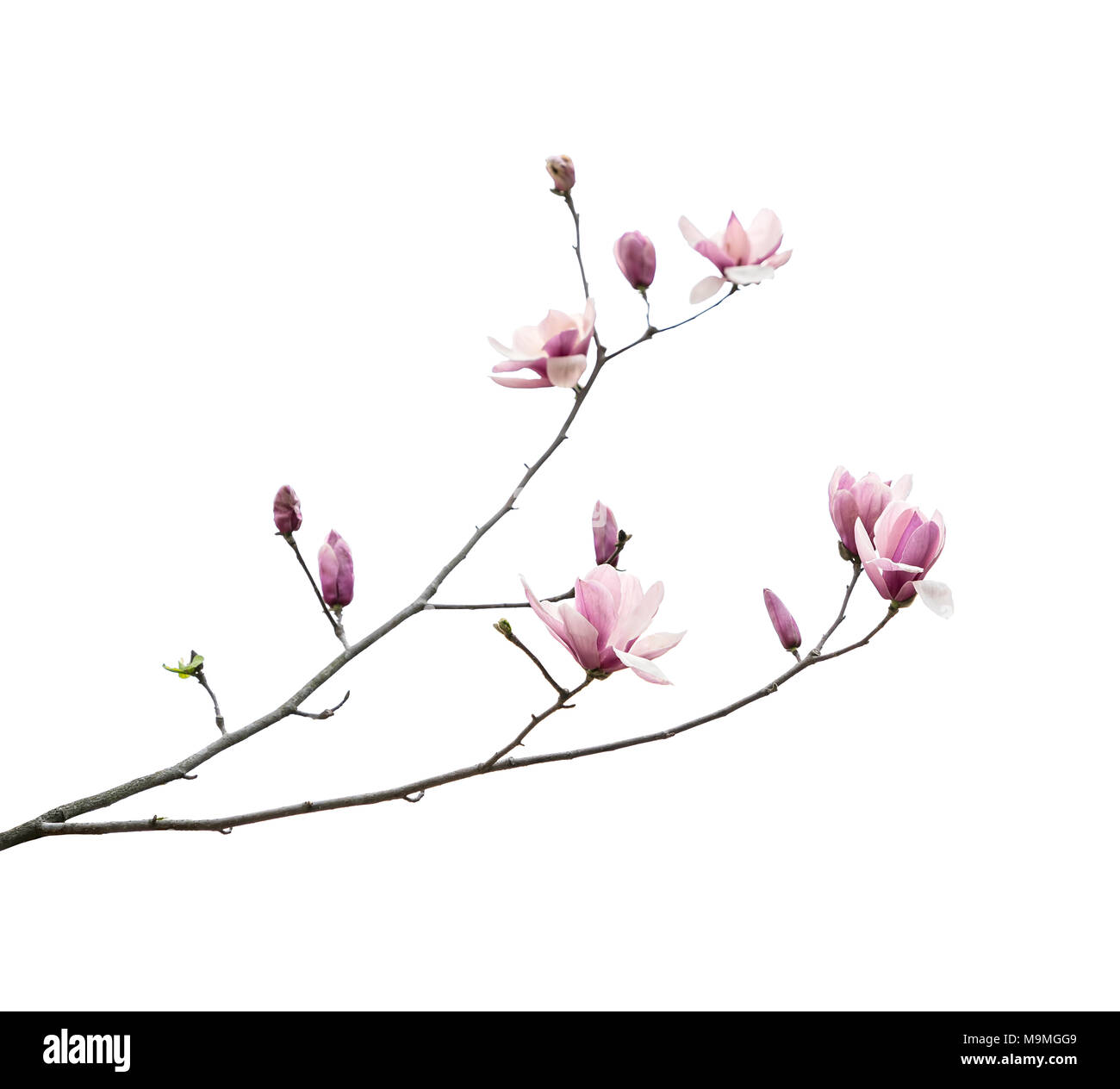 magnolia flower spring branch isolated on white background Stock Photo ...