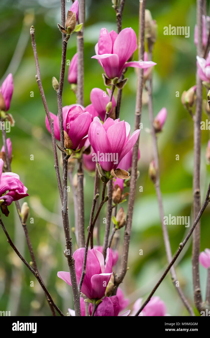 pink magnolia flower isolated on white background Stock Photo - Alamy