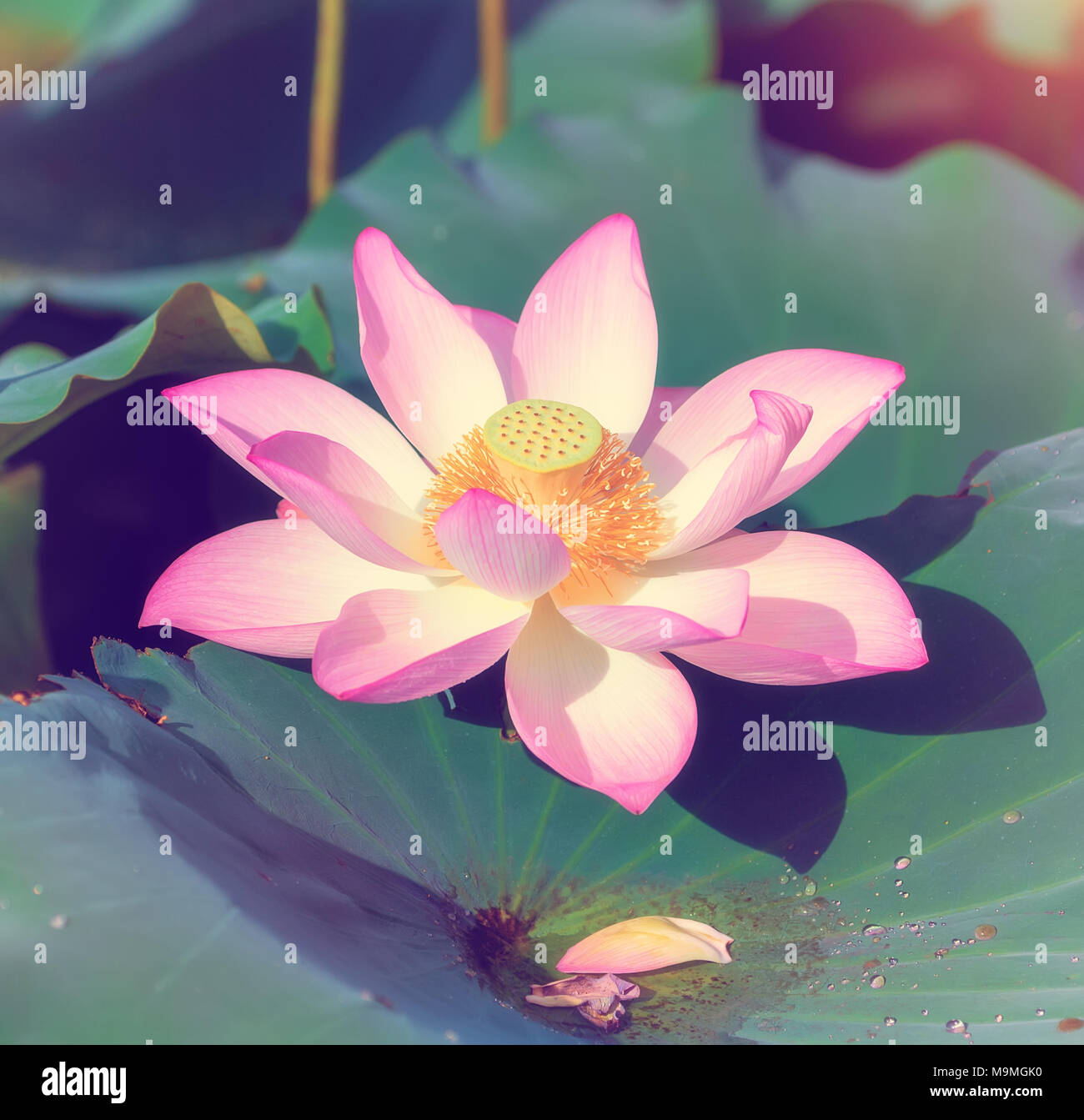 blooming lotus flower Stock Photo - Alamy