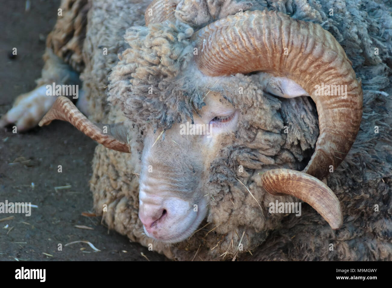 Sheep Ram Horns Merino High Resolution Stock Photography and Images - Alamy