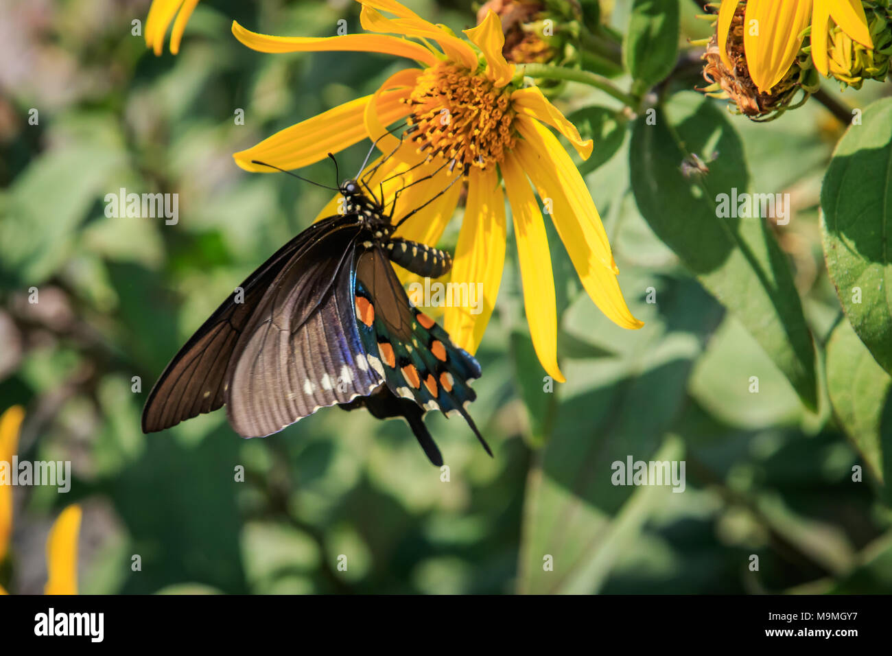 National butterfly of oklahoma hi-res stock photography and images - Alamy