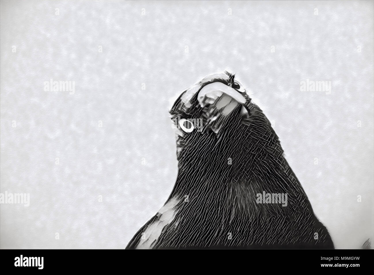 Australian bird Pied Currawong portrait stylized painting in black and ...