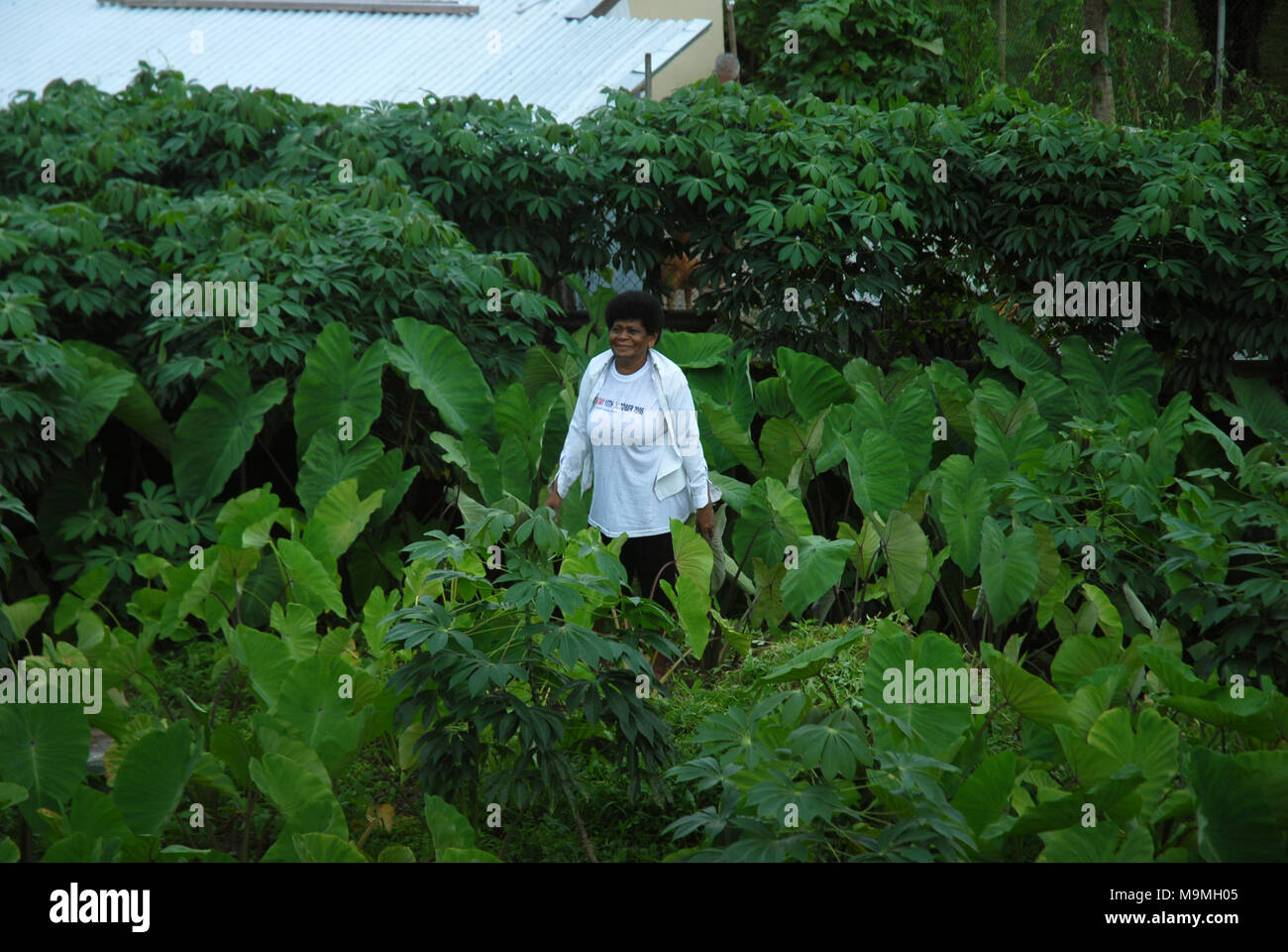 Taro plants root vegetable hi-res stock photography and images - Alamy