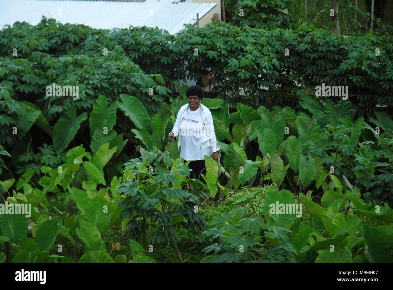 Taro plants in a garden in Suva, Fiji Stock Photo - Alamy