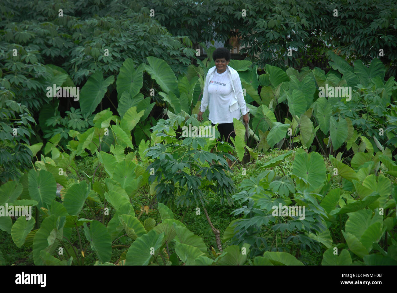 Tropical fruits fiji hi-res stock photography and images - Alamy