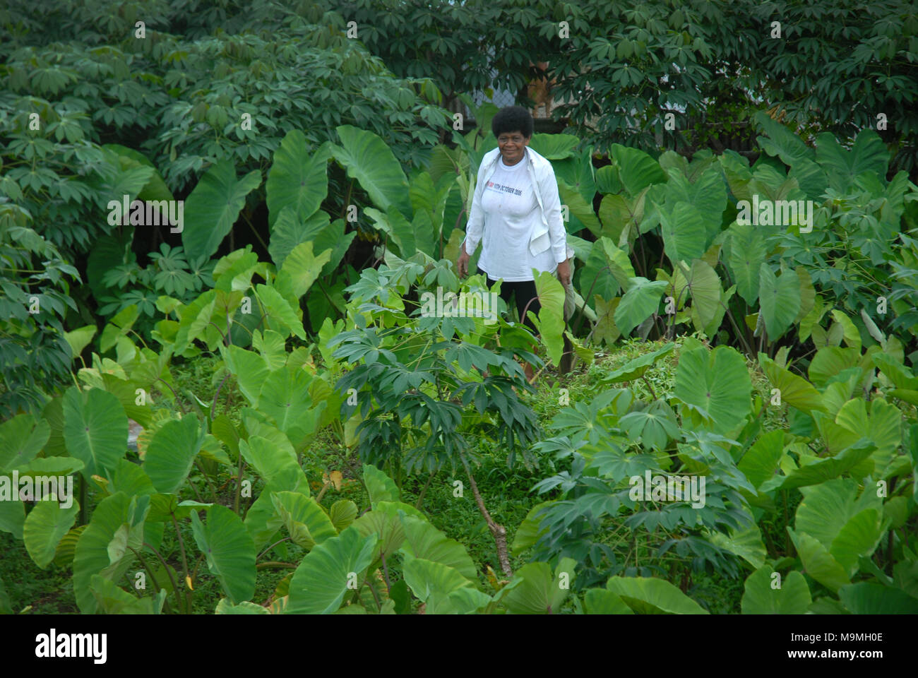 Taro plants in a garden in Suva, Fiji Stock Photo - Alamy