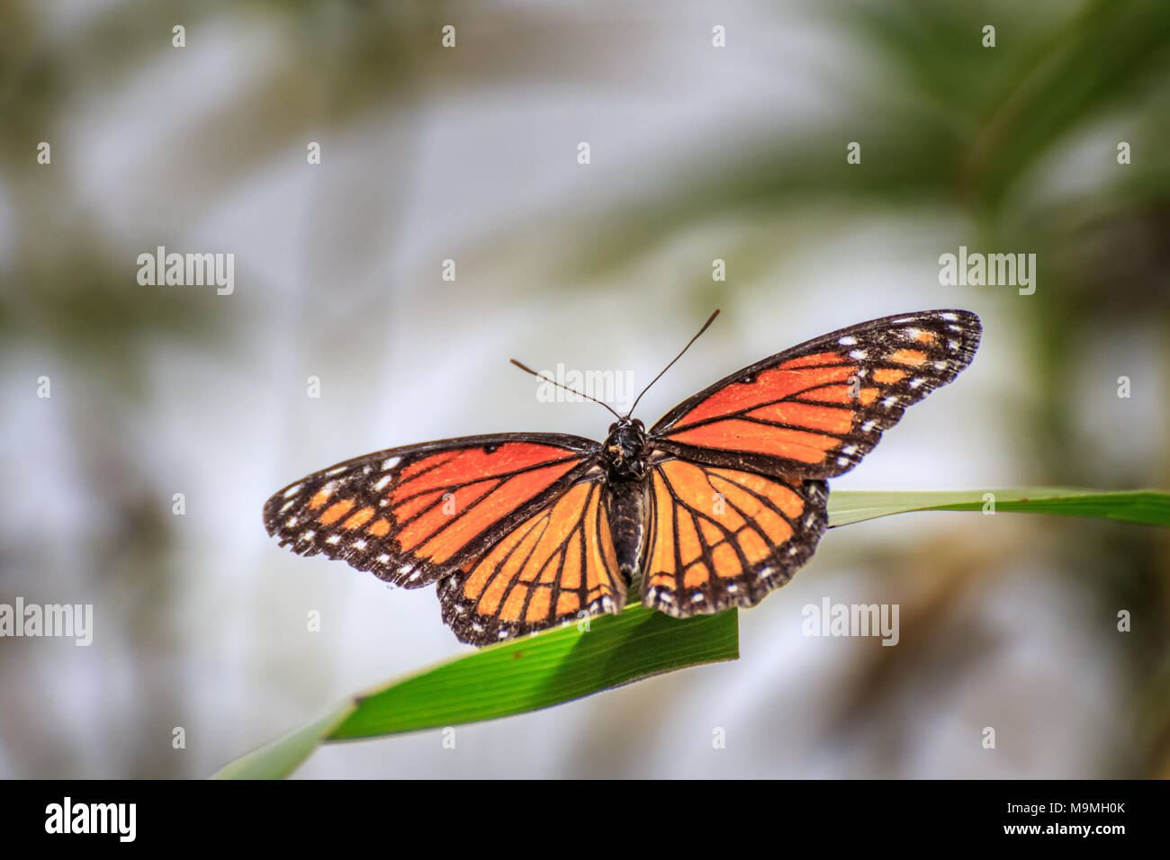 Viceroy Butterfly Drawing