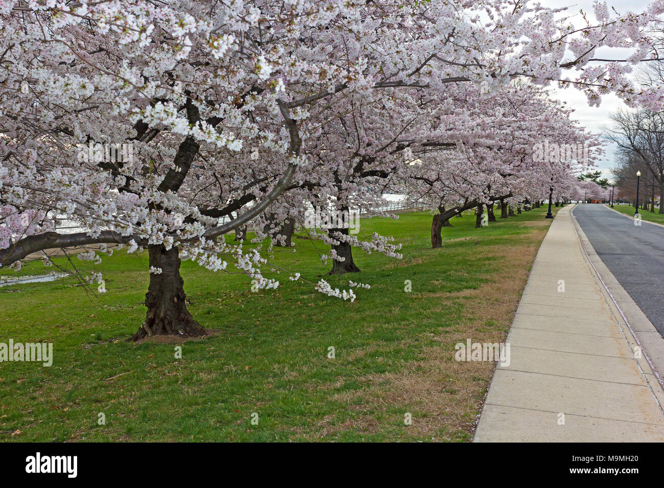 Cherry trees blossoming springtime park hi-res stock photography and ...