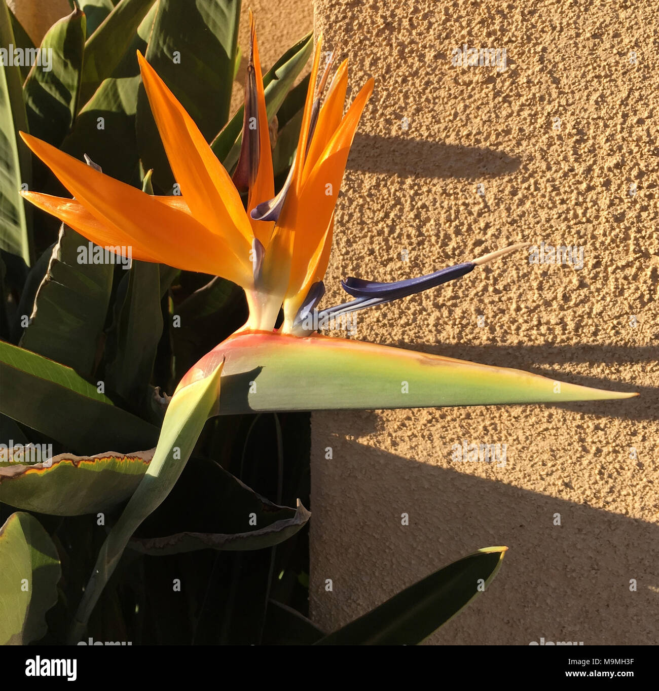 Crane flowers hi-res stock photography and images - Alamy